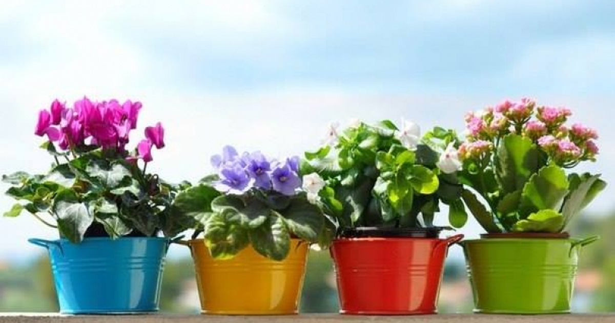 10 ყვავილი, რომლებიც თქვენს სახლში სიყვარულს მოიტანს - Marao