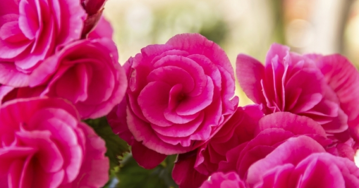 როგორ მოვუაროთ ყვავილებს მაისში? - მთვარის კალენდარი - Marao