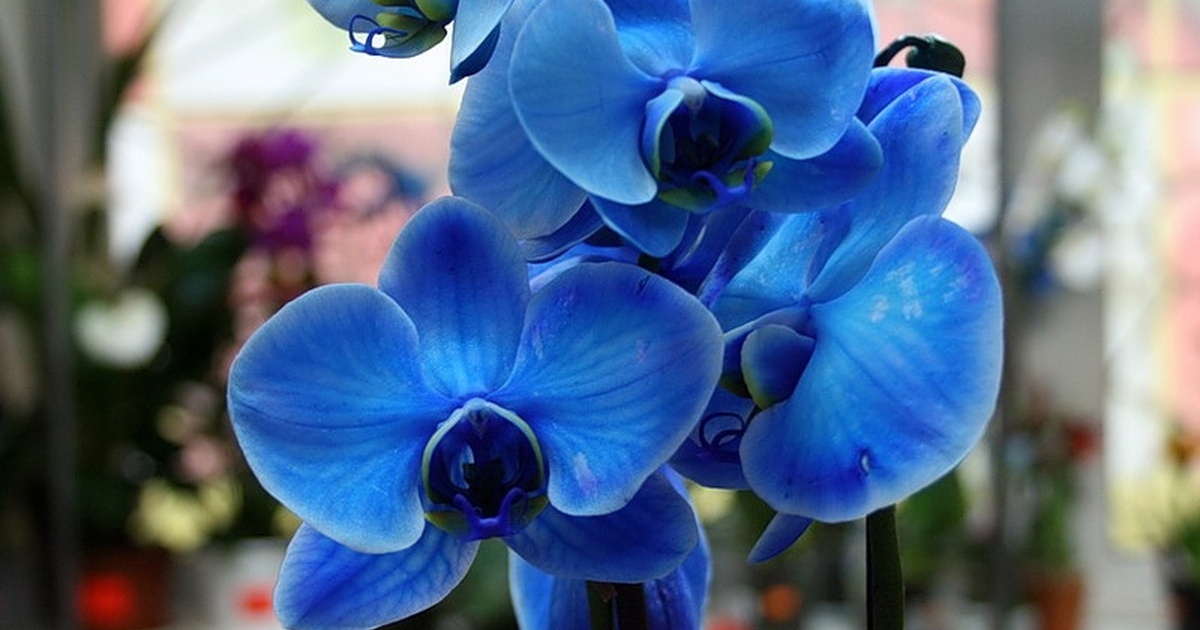 იაპონელებმა მსოფლიოში პირველი ცისფერი ორქიდეას ჯიში გამოიყვანეს - Marao