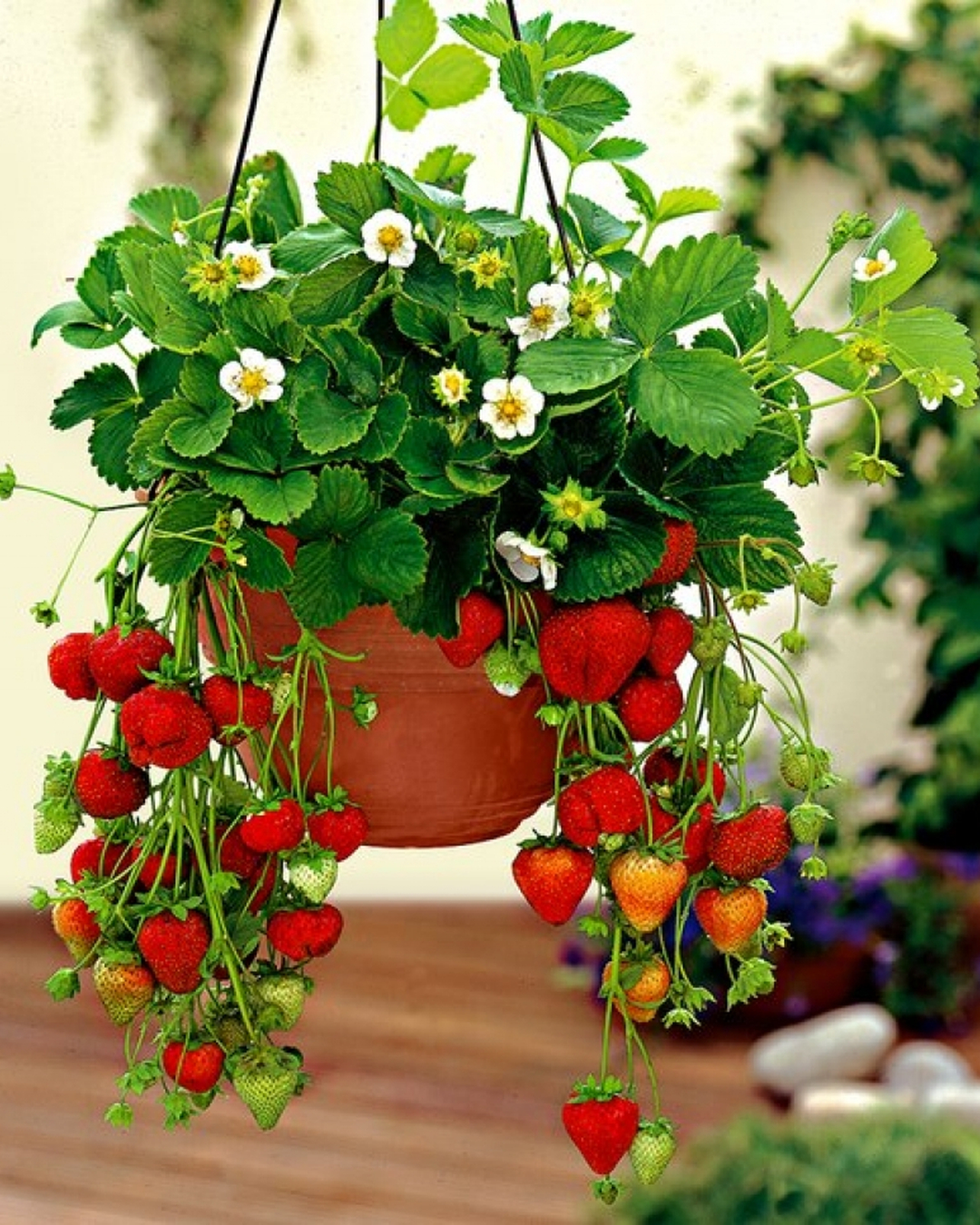 როგორ მოვიყვანოთ მარწყვი ქოთნებში - გემრიელი და სასარგებლო ბიზნესი - Marao