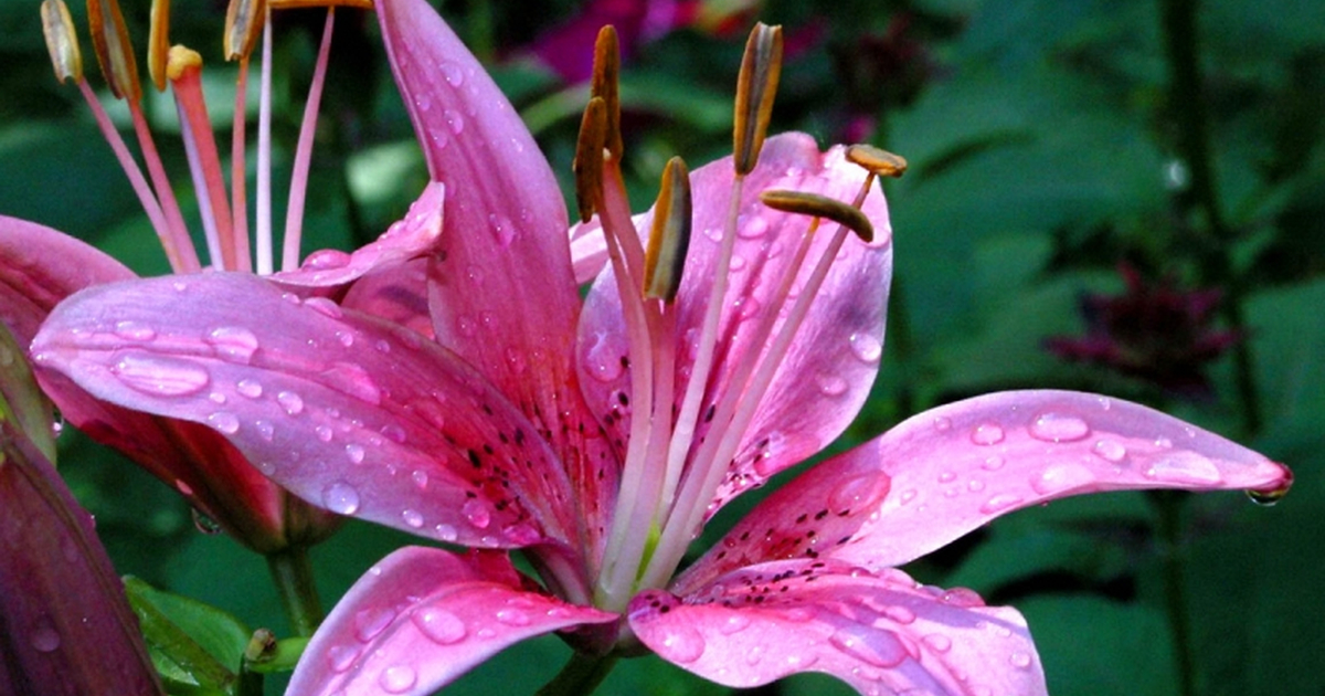 რომელი ყვავილი გიყვართ - შეამოწმეთ საკუთარი ხასიათი - Marao