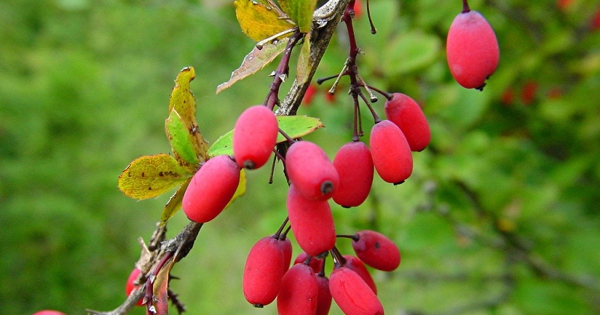 კოწახური კიბოს მკურნალობაში გამოიყენება - Marao