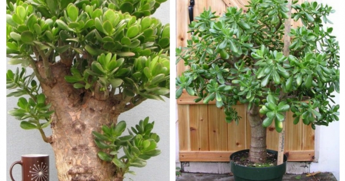 ფულის ხე ფენ შუის საიდუმლოებანი Marao